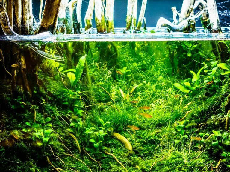 Can Java Moss Grow Out of Water: Helpful Tips for Successful Java Moss ...