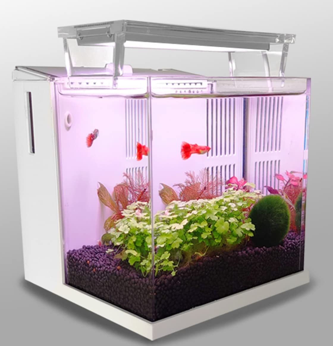 10-Gallon Aquarium Ideas: Tips to Make Your Fish Tank More Appealing ...