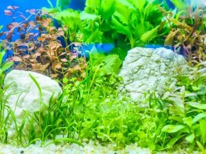 Can Goldfish Eat Java Moss: A Guide to Safely Choosing Plants for Your ...