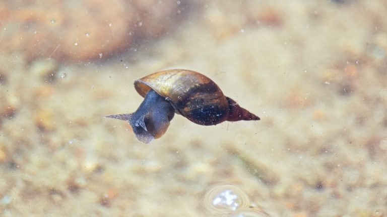 How to Dispose of Aquarium Snails: Different Methods - HomeTanks